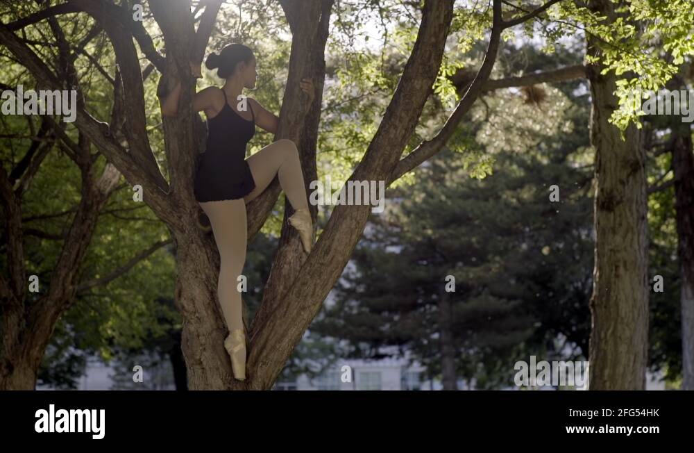 Body tree Stock Videos & Footage - HD and 4K Video Clips - Alamy