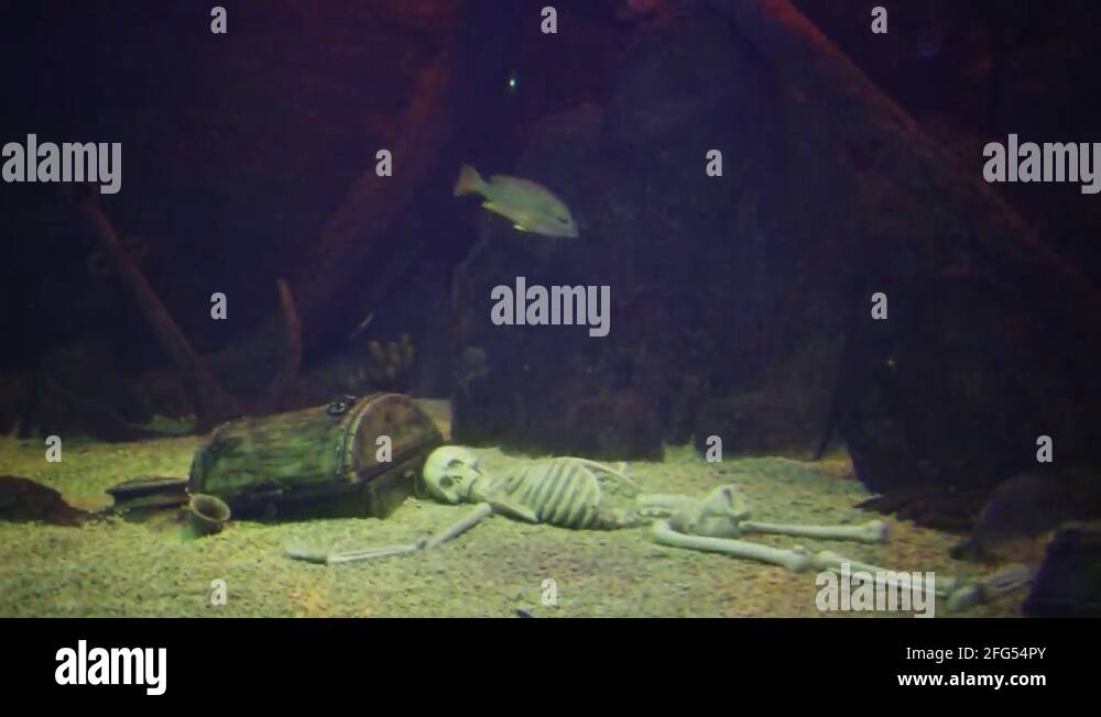 Many fishes swim in water near sunken ship, skeleton and chest Stock ...