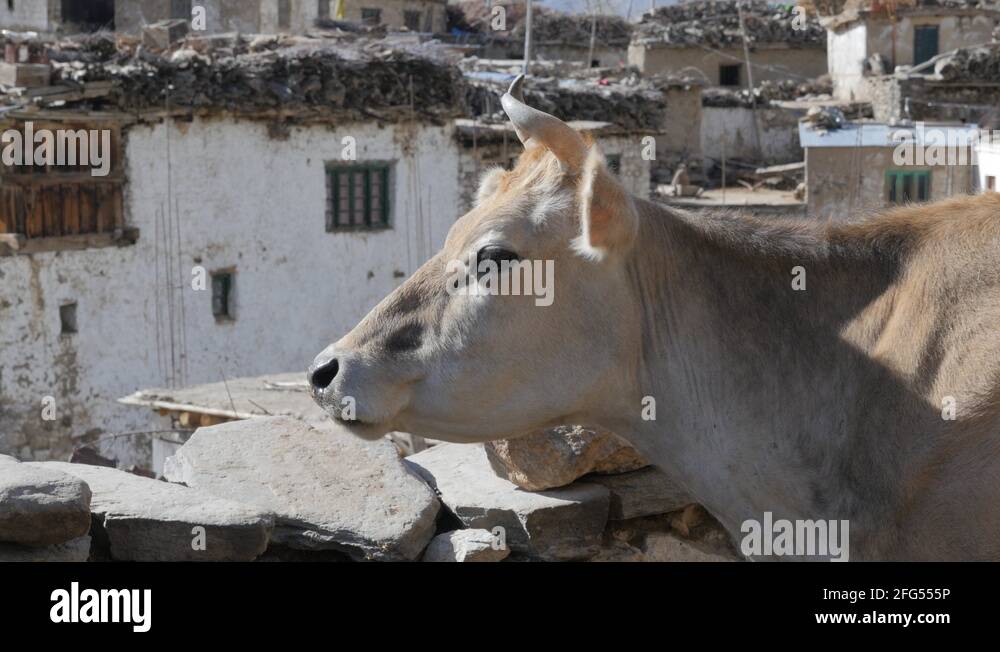 Ruminating cow Stock Videos & Footage - HD and 4K Video Clips - Alamy