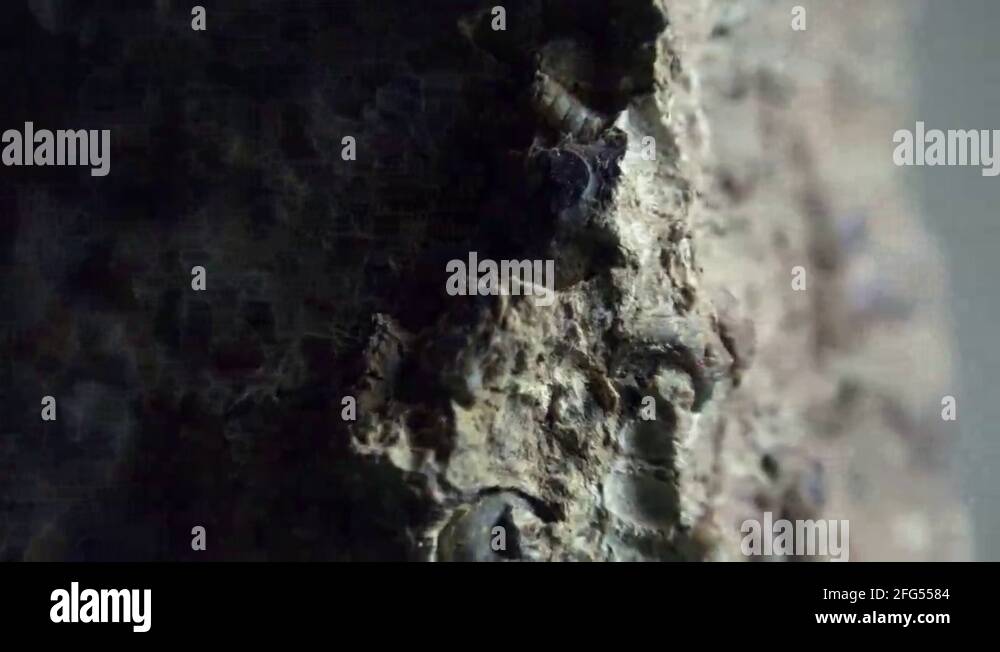 Crustacean shells Stock Videos & Footage - HD and 4K Video Clips - Alamy