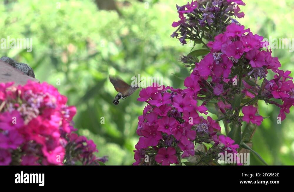 Insect like hummingbird flies around flower, hawk-moth, 4k Stock Video ...