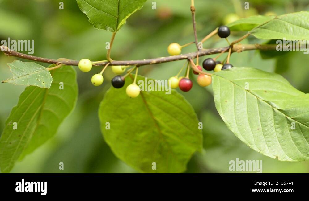 Alder buckthorn tree Stock Videos & Footage - HD and 4K Video Clips - Alamy