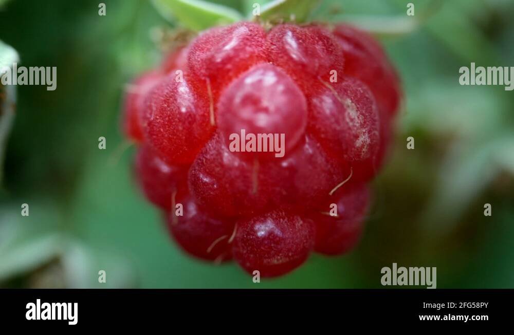 Raspberry forest Stock Videos & Footage - HD and 4K Video Clips - Alamy