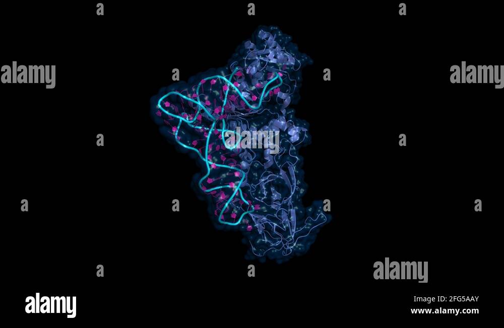 Trna model Stock Videos & Footage - HD and 4K Video Clips - Alamy