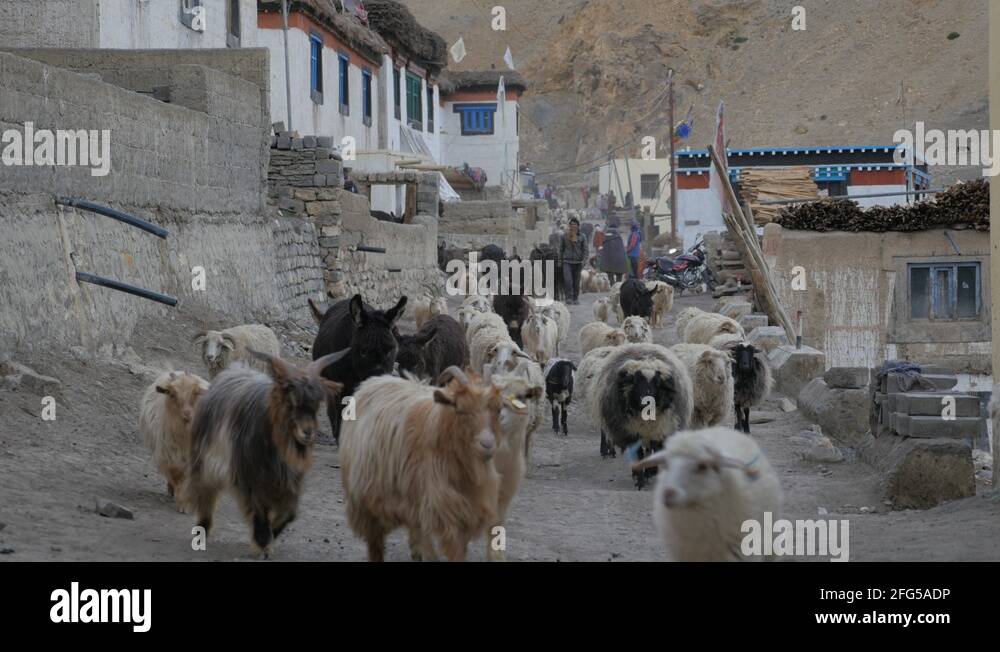 India cattle not cow Stock Videos & Footage - HD and 4K Video Clips - Alamy