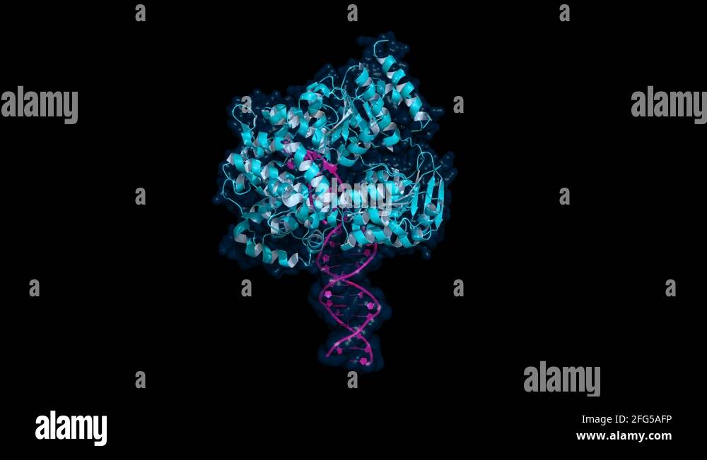 Dna polymerase molecule Stock Videos & Footage - HD and 4K Video Clips ...