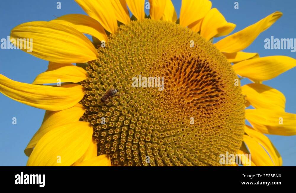 Gathering pollination Stock Videos & Footage - HD and 4K Video Clips ...