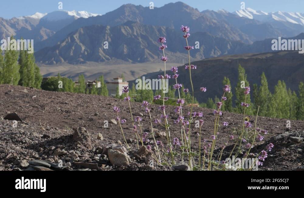 June wild flower Stock Videos & Footage - HD and 4K Video Clips - Alamy