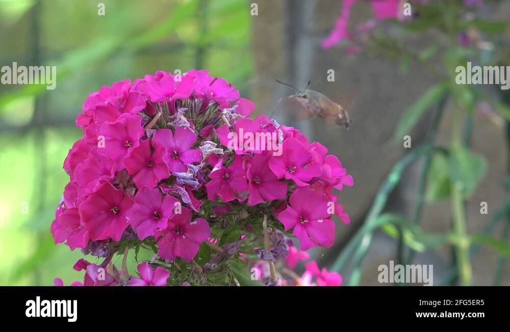 Insect like hummingbird flies around flower, hawk-moth, 4k Stock Video ...