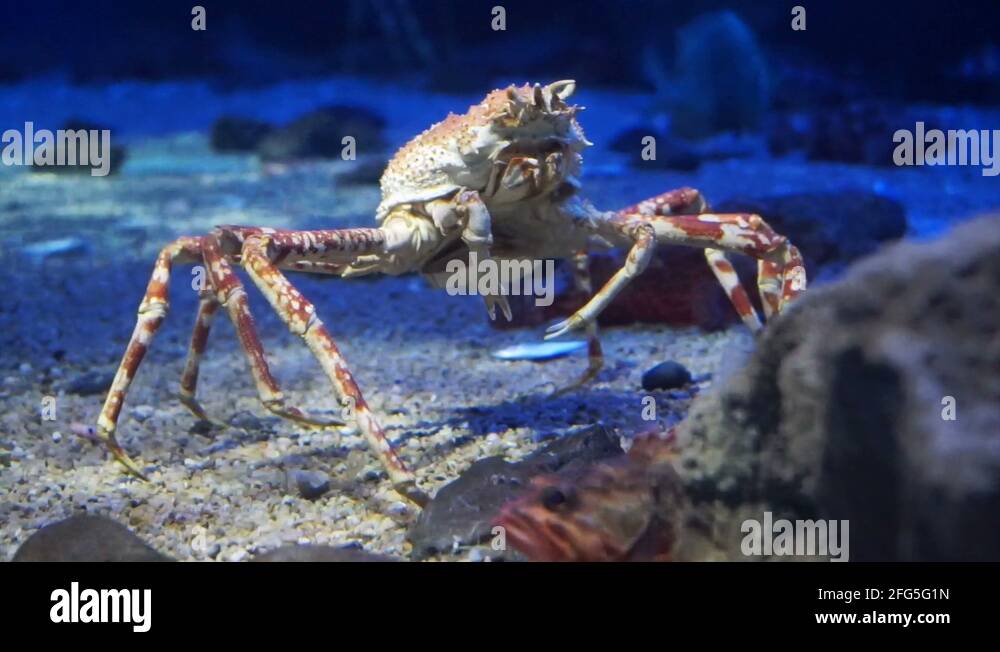 Dark blue claw crab Stock Videos & Footage - HD and 4K Video Clips - Alamy