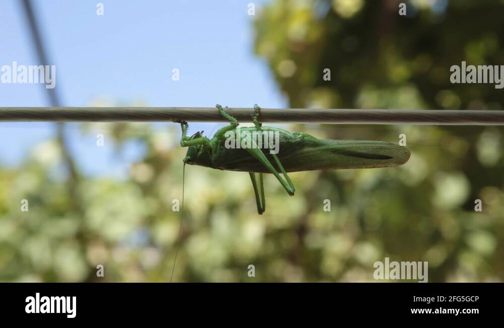 Grasshopper locust insect Stock Videos & Footage - HD and 4K Video ...