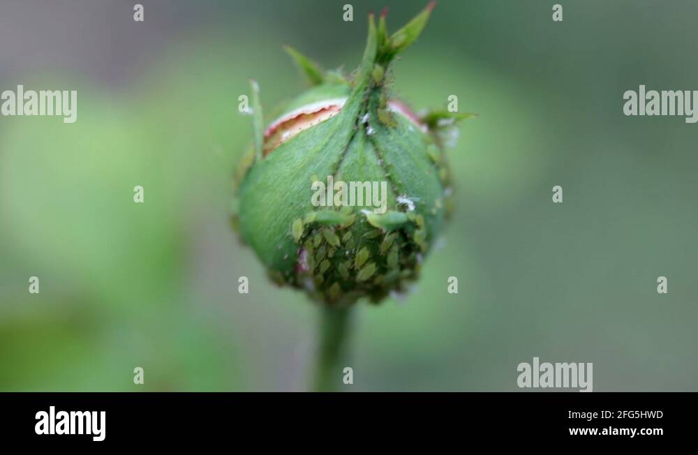 Destructive insect pests Stock Videos & Footage - HD and 4K Video Clips ...