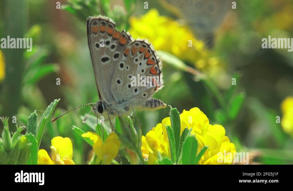 Amphiesmenoptera Stock Videos & Footage - HD and 4K Video Clips - Alamy