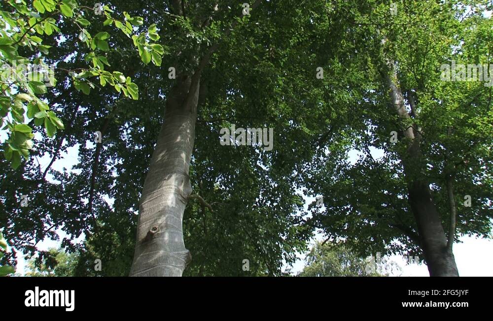 Beech tree trees fagus sylvatica Stock Videos & Footage - HD and 4K ...