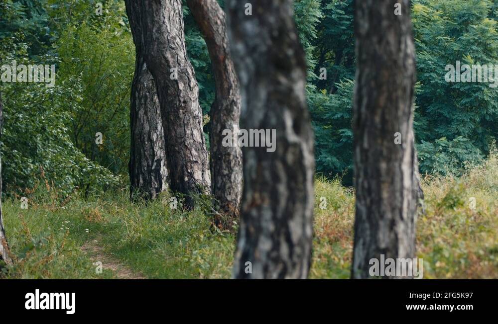 Forest uniform Stock Videos & Footage - HD and 4K Video Clips - Alamy