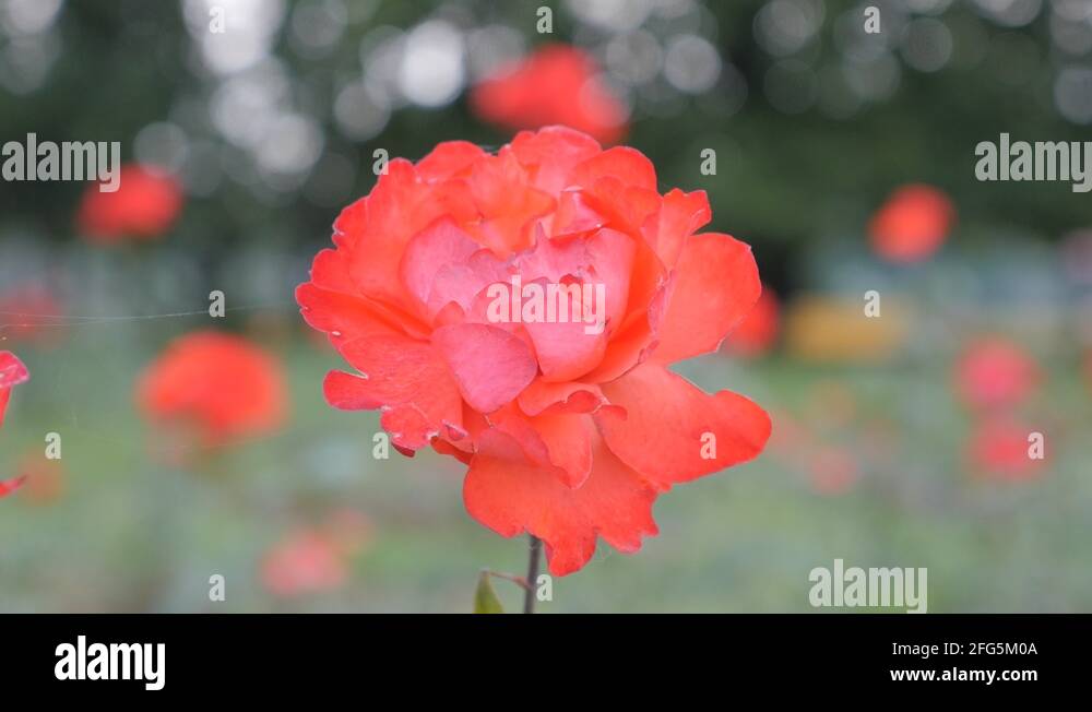 Rose flower of india Stock Videos & Footage - HD and 4K Video Clips - Alamy