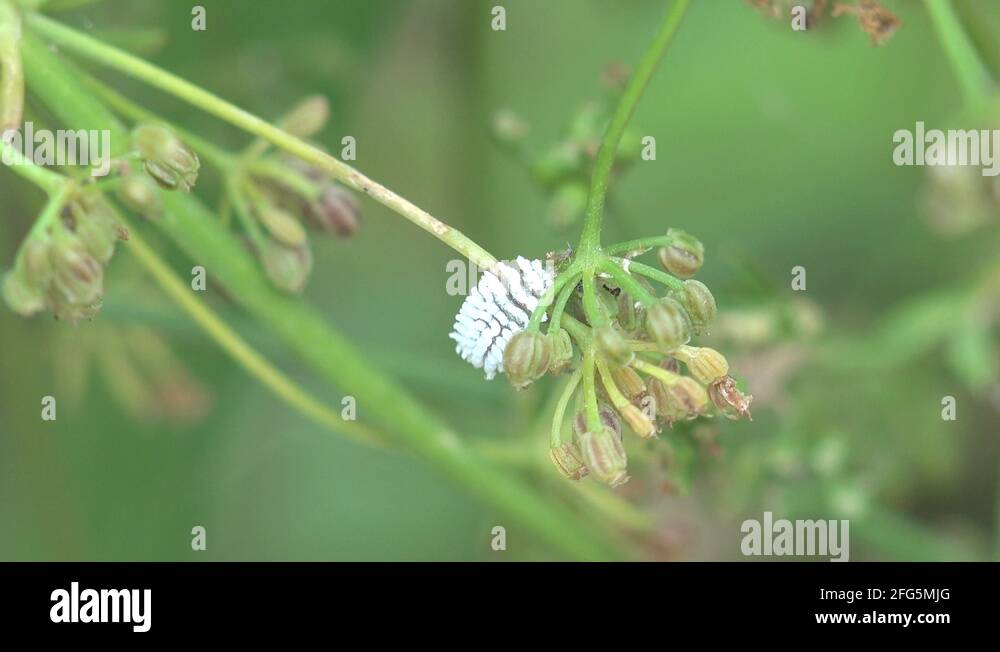 White wax insect Stock Videos & Footage - HD and 4K Video Clips - Alamy