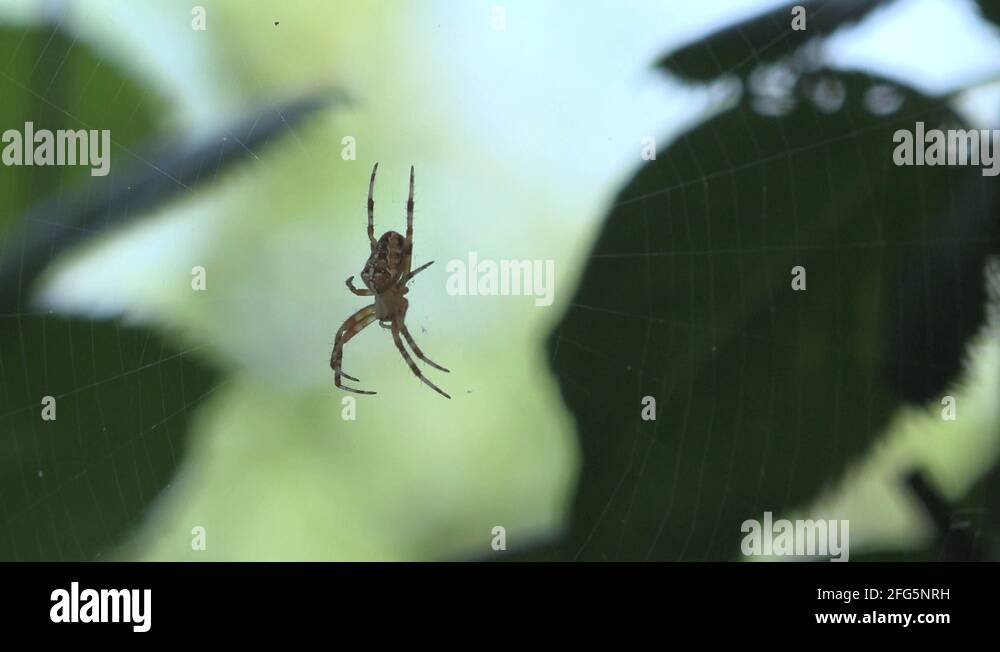 Spider contrast Stock Videos & Footage - HD and 4K Video Clips - Alamy