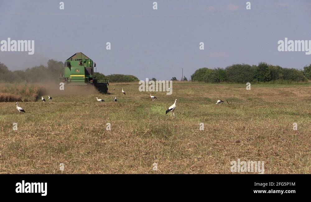 Combine harvester in corn field Stock Videos & Footage - HD and 4K ...
