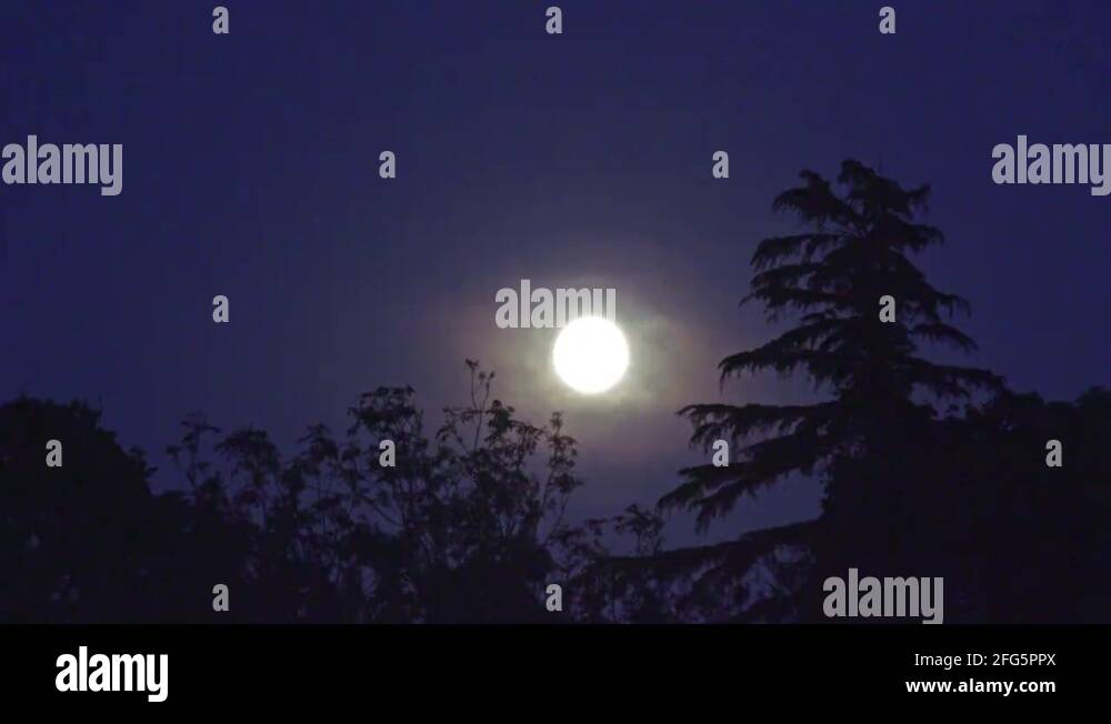 Moon through trees Stock Videos & Footage - HD and 4K Video Clips - Alamy