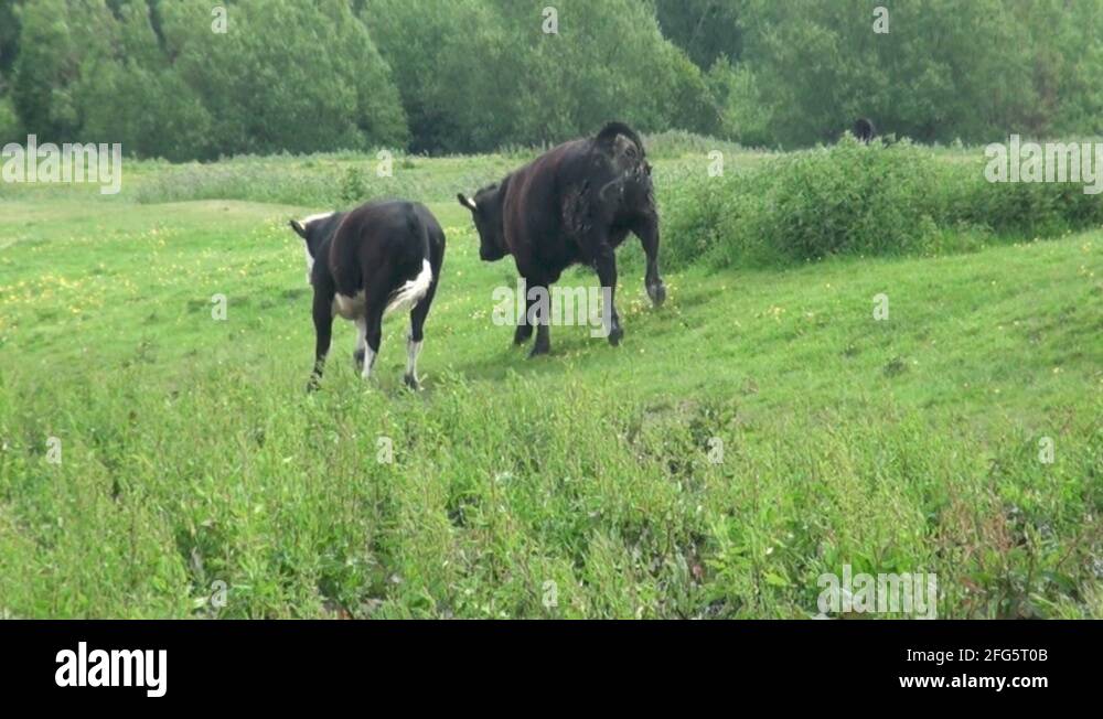 Stampeding cow Stock Videos & Footage - HD and 4K Video Clips - Alamy