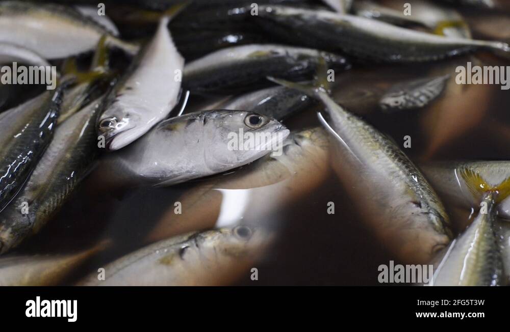 Wet fish display Stock Videos & Footage - HD and 4K Video Clips - Alamy