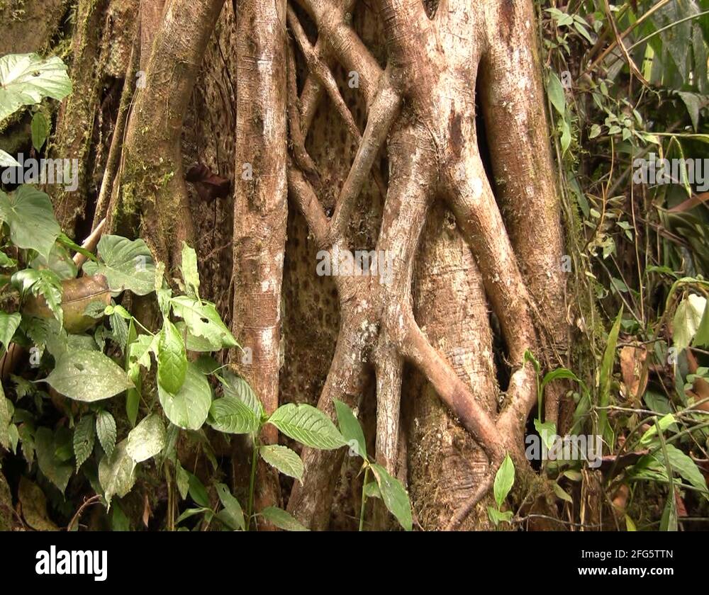 Tropical strangler fig Stock Videos & Footage - HD and 4K Video Clips ...