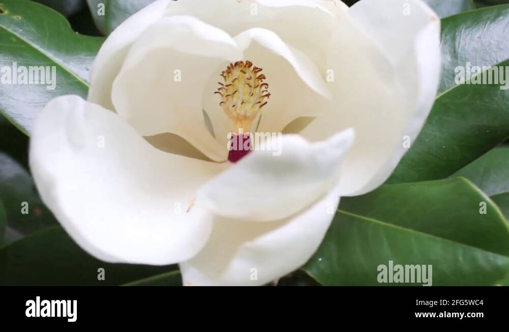 Magnolia grandiflora in garden Stock Videos & Footage - HD and 4K Video ...