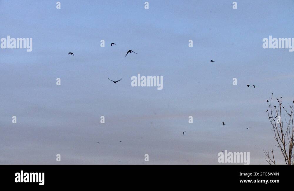 Crows in flight Stock Videos & Footage - HD and 4K Video Clips - Alamy