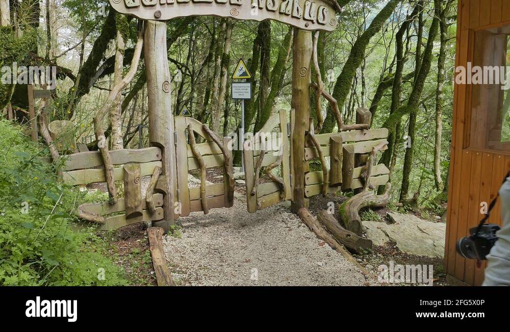 Yew tree circle Stock Videos & Footage - HD and 4K Video Clips - Alamy