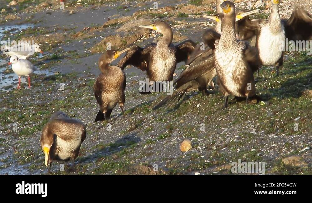 Cormorant fauna Stock Videos & Footage - HD and 4K Video Clips - Alamy