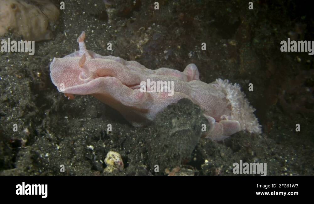 Spanish dancer Stock Videos & Footage - HD and 4K Video Clips - Alamy