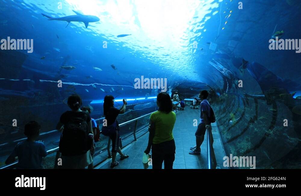 Chinese ocean aquarium Stock Videos & Footage - HD and 4K Video Clips ...