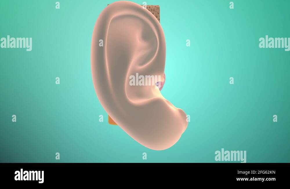 Inner ear organs Stock Videos & Footage - HD and 4K Video Clips - Alamy