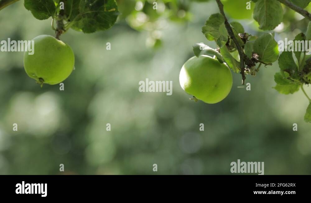 Cooking apple tree Stock Videos & Footage - HD and 4K Video Clips - Alamy