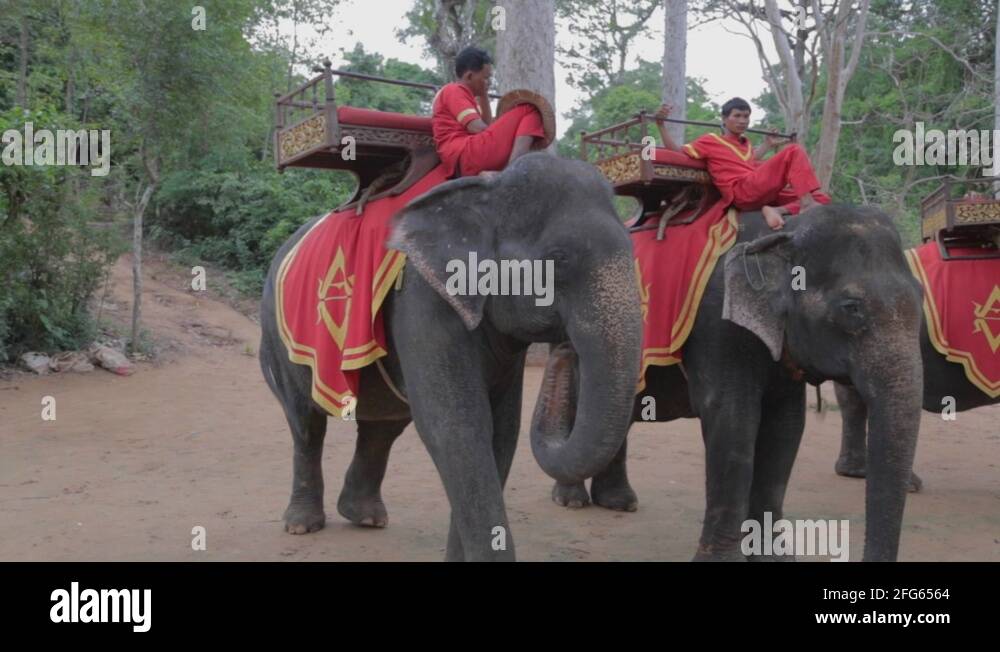 Elephant rides Stock Videos & Footage - HD and 4K Video Clips - Alamy