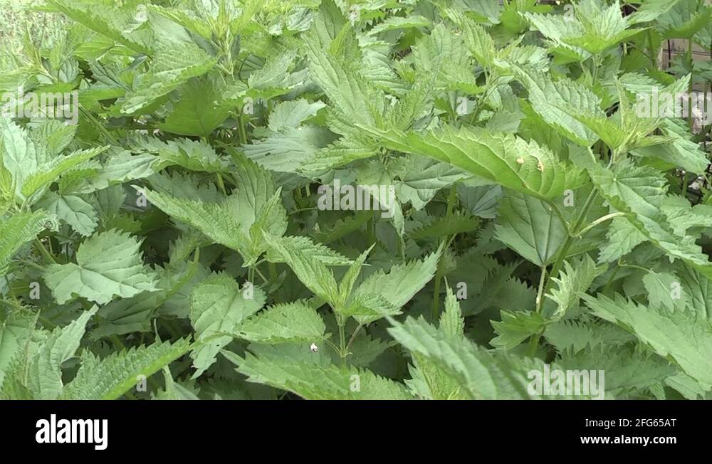 Burning weed Stock Videos & Footage - HD and 4K Video Clips - Alamy