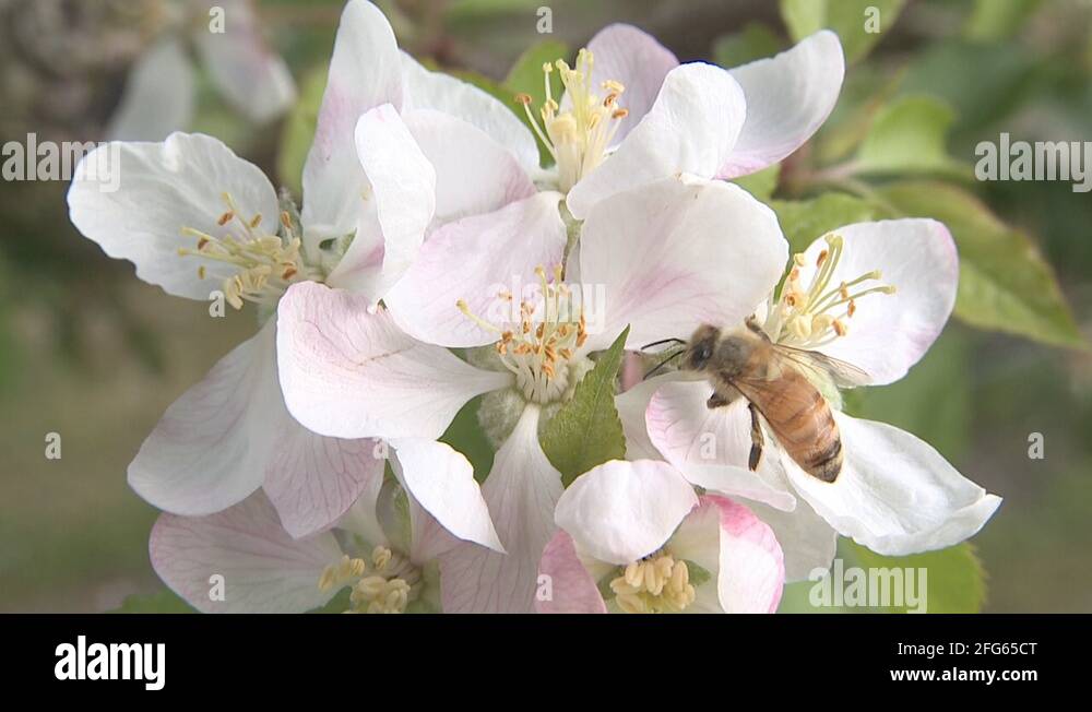 Apple orchard pollination Stock Videos & Footage - HD and 4K Video ...
