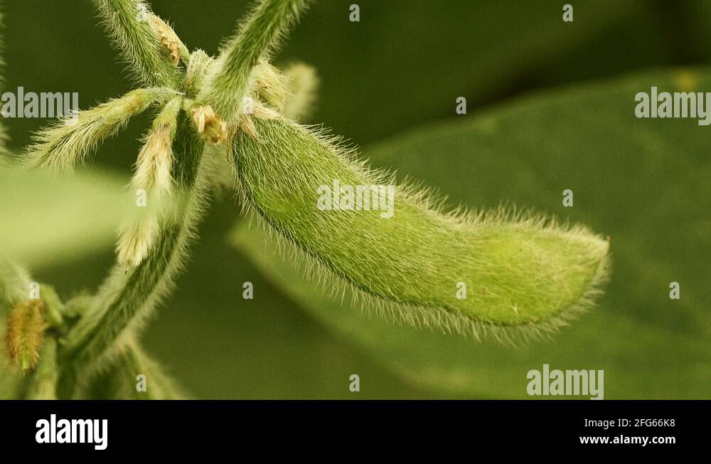 Crop pods Stock Videos & Footage - HD and 4K Video Clips - Alamy