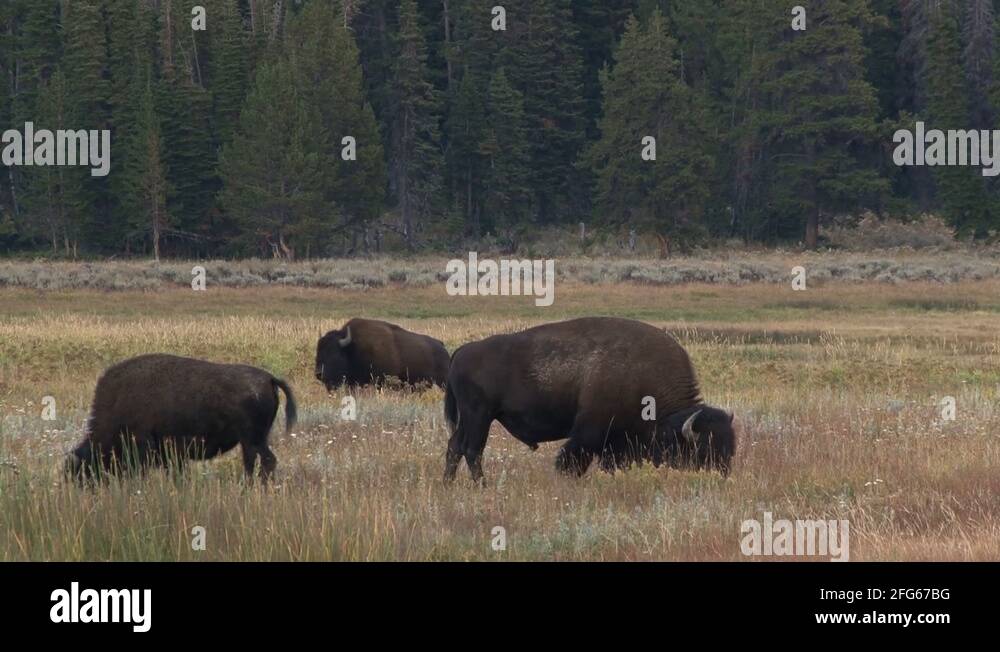 Bison american buffalo bison bison Stock Videos & Footage - HD and 4K ...