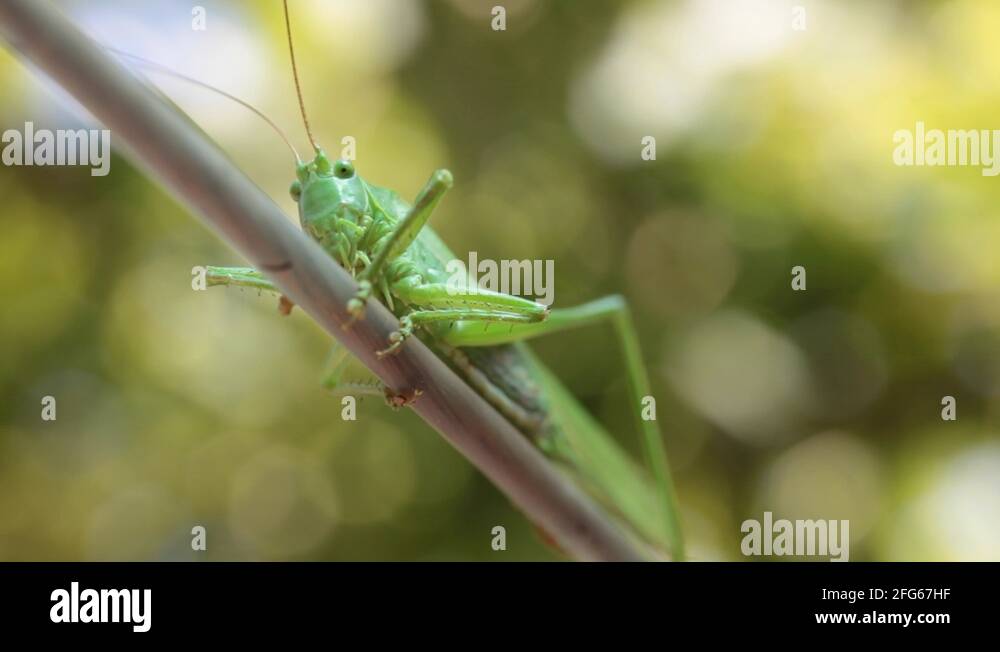 Grasshopper green hopper insect Stock Videos & Footage - HD and 4K ...