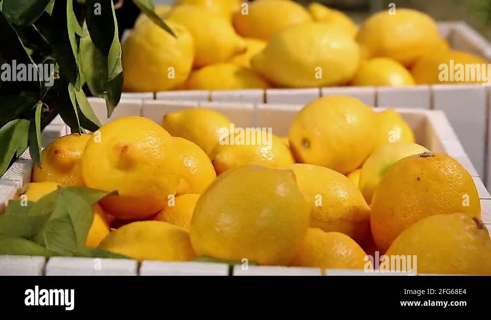 box with lemons Stock Video Footage - Alamy