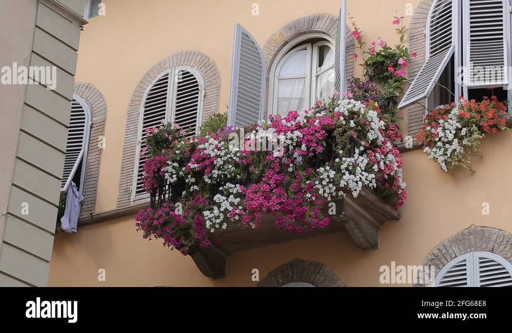 Window box flowers Stock Videos & Footage - HD and 4K Video Clips - Alamy