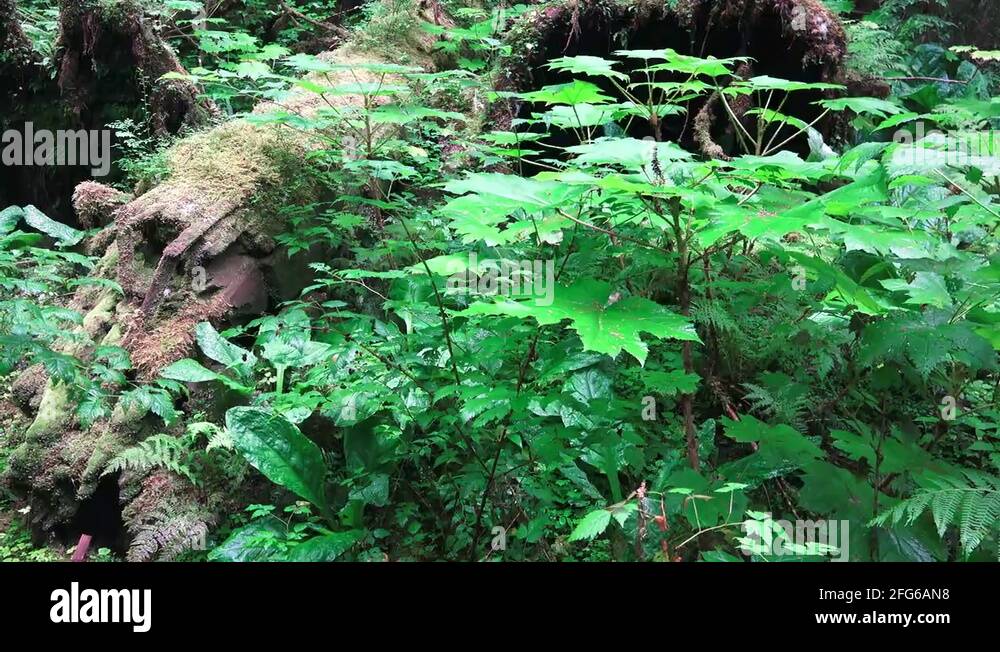 Understory plants Stock Videos & Footage - HD and 4K Video Clips - Alamy