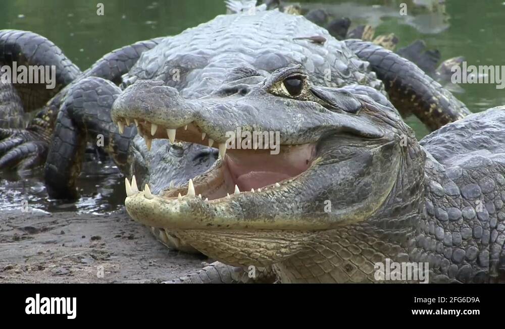 Caiman with open mouth Stock Videos & Footage - HD and 4K Video Clips ...