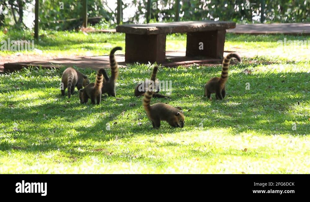 Group of Quati, Coati, Nasua Nasua, South America. Iguazu Falls Park ...