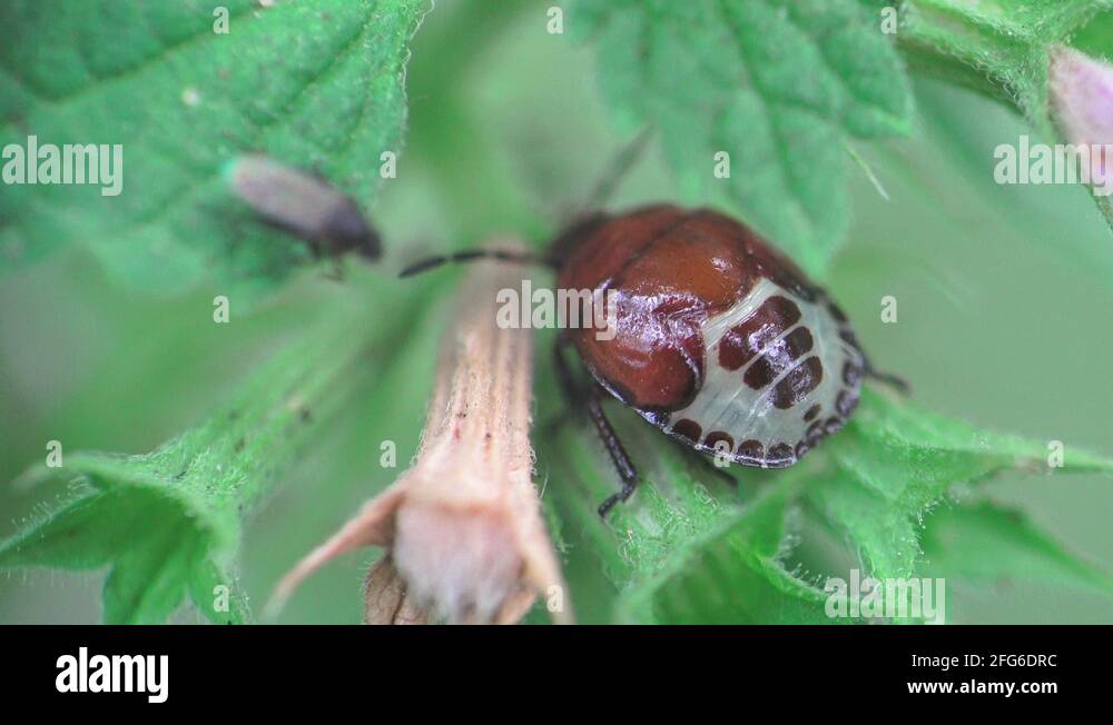 Red shield bugs Stock Videos & Footage - HD and 4K Video Clips - Alamy