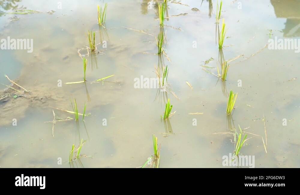 Young rice seedling soil Stock Videos & Footage - HD and 4K Video Clips ...