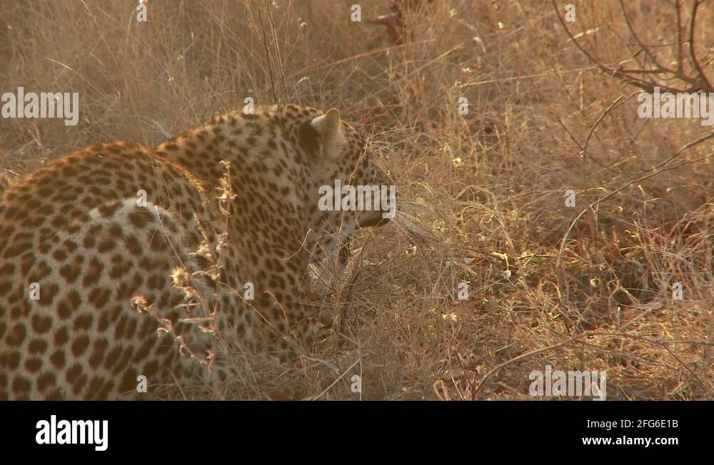 Hissing Stock Videos & Footage - HD and 4K Video Clips - Alamy