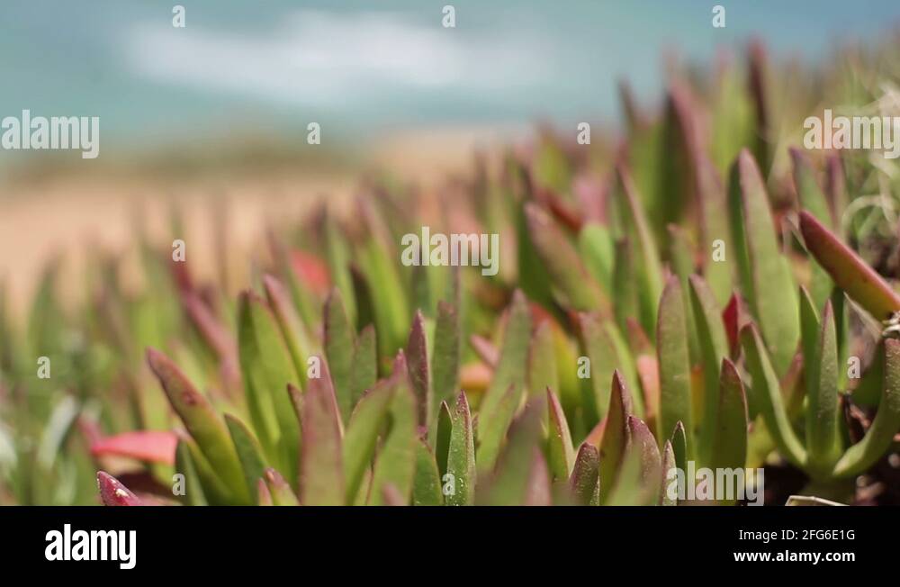 Pigface plant Stock Videos & Footage - HD and 4K Video Clips - Alamy